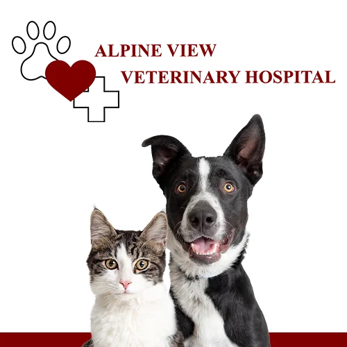 Vet Clinic in Snohomish & Monroe, WA | Alpine View Veterinary Hospital